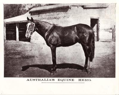 Photograph; Carbine - Australian Racing Museum