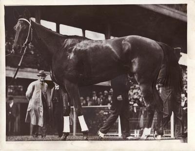 Photograph; Phar Lap - Australian Racing Museum
