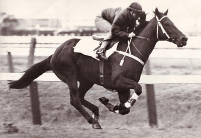 Kingston Town - Australian Racing Museum