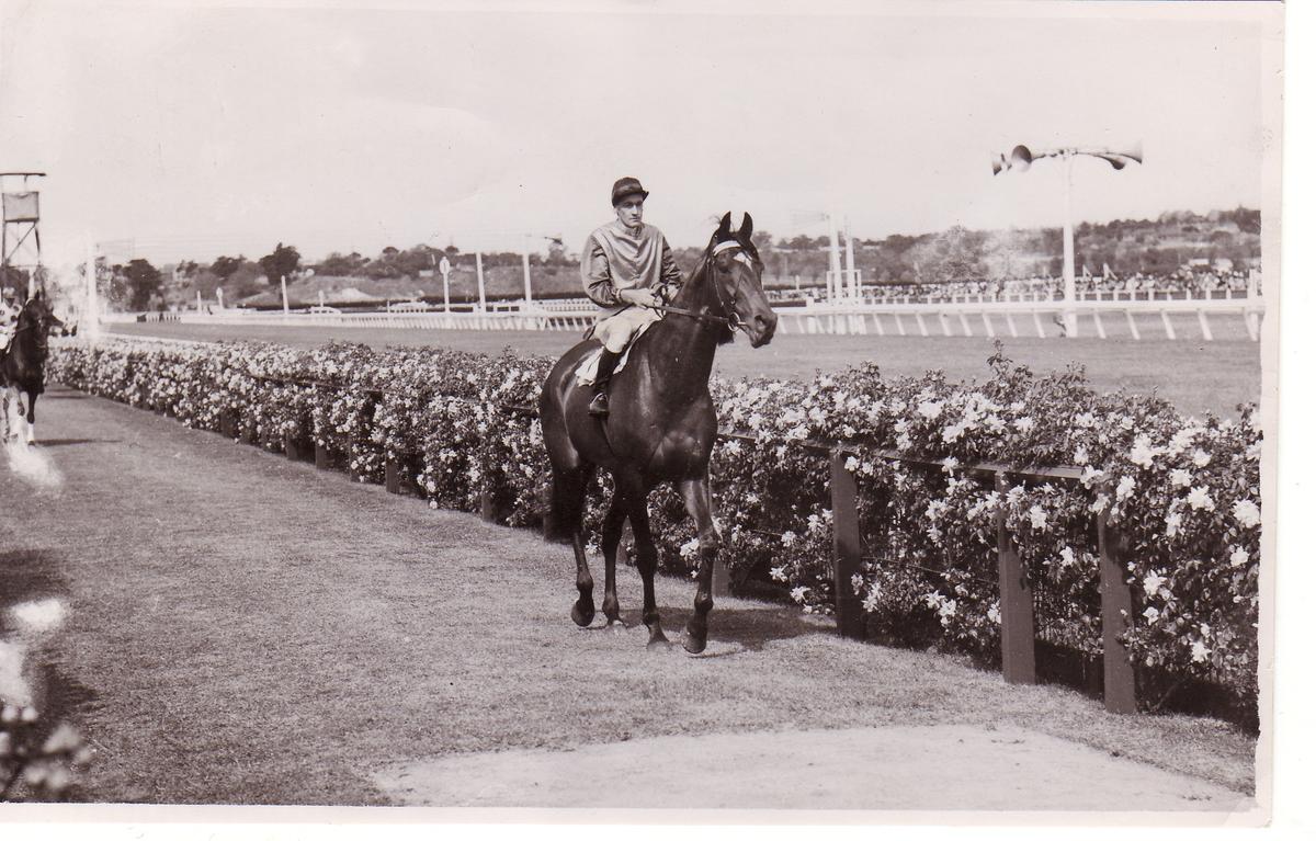 Photograph; Bernborough and Billy Briscoe - Australian Racing Museum