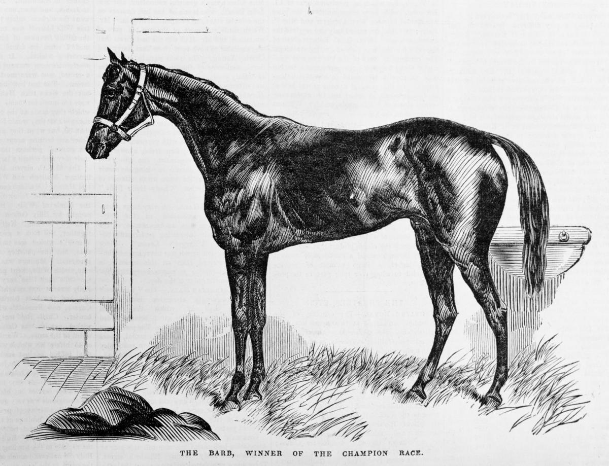 The Barb - Australian Racing Museum